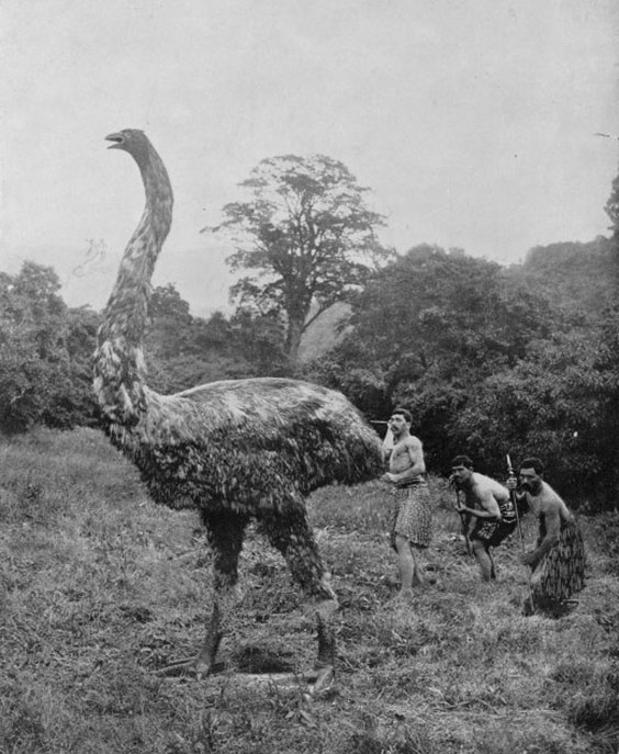 ジャイアントモア(Giant Moa) | 絶滅動物図鑑